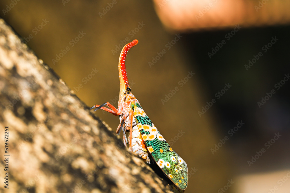 Lantern Fly or Lantern bug. The genera Fulgora and Pyrops) are ...