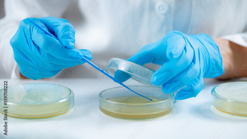 Microbiology researcher working in a laboratory, using an inoculation ...