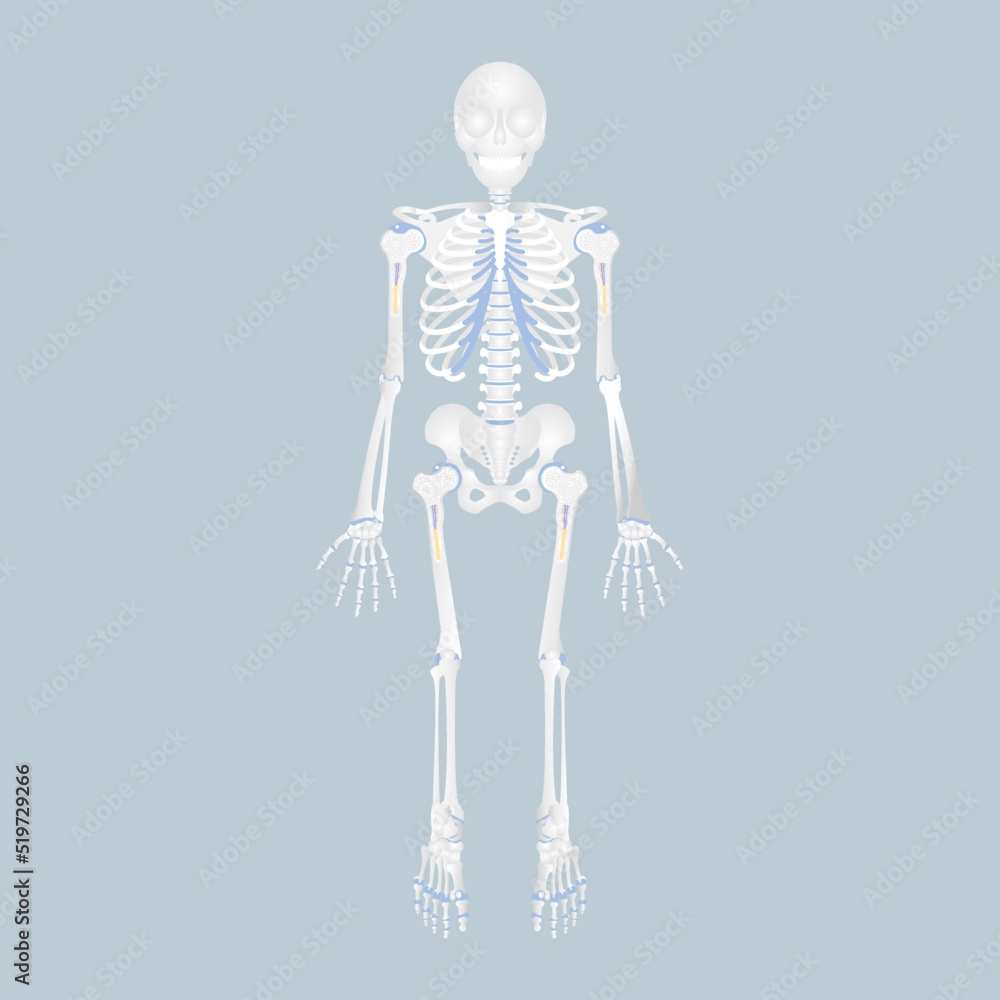 anatomy of human skeleton, skull, spine, spinal cord, rib cage, pelvic ...