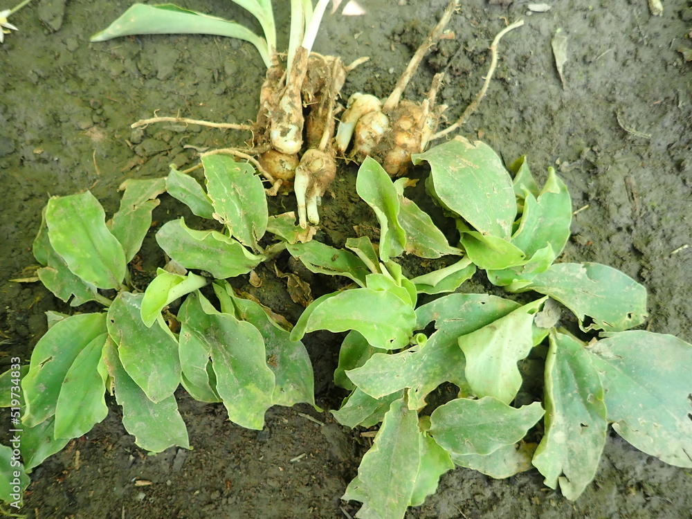 Kaempferia galanga, commonly known as kencur, aromatic ginger, sand ...