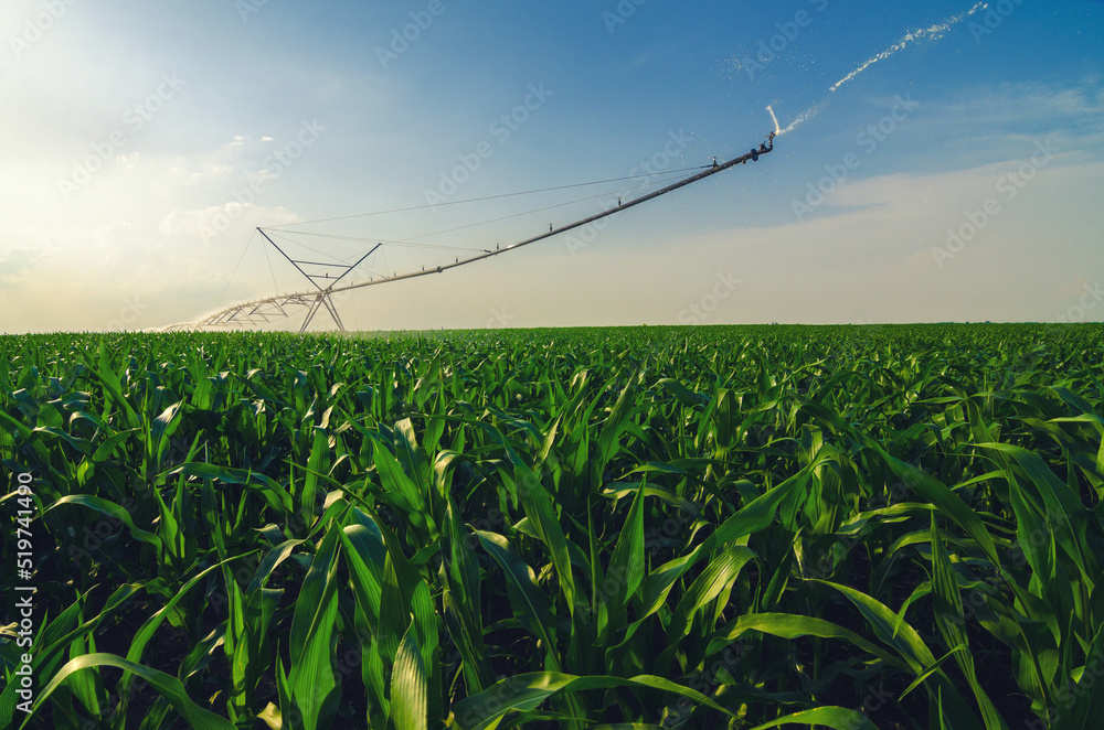 Agricultural irrigation system watering corn field on hot dry summer ...