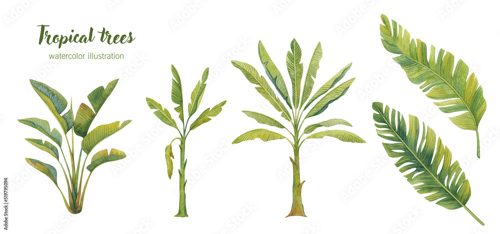 Watercolor set of palm trees. Hand-painted exotic green branches and ...