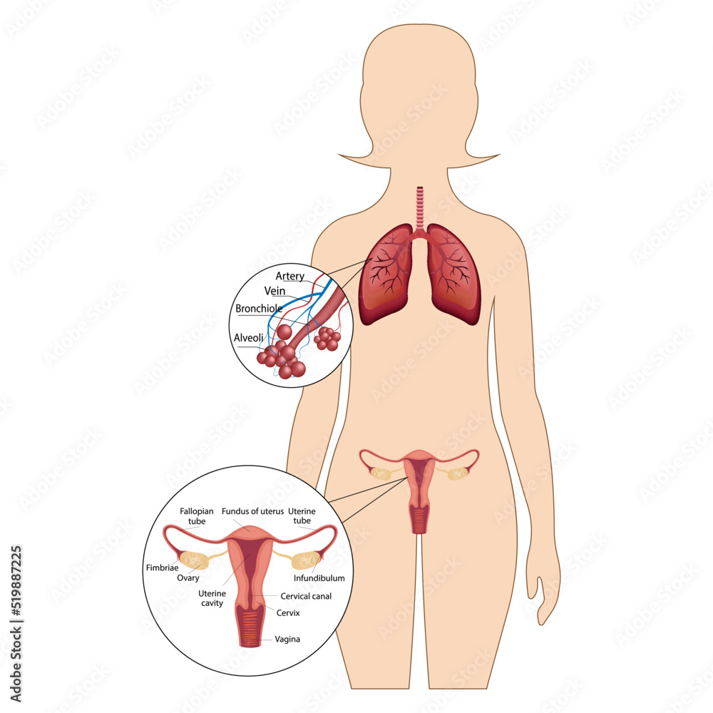 A Female Reproductive System With The Designation Of The Main Parts 8035