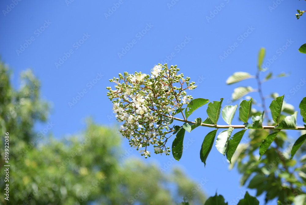 Crape myrtle flowers. Lythraceae deciduous tree. The flowering season ...