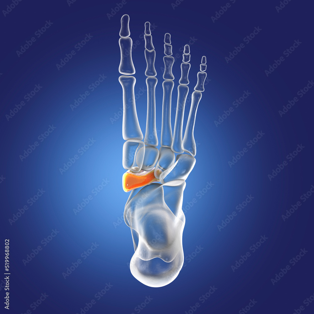 Ilustración de Stock Human foot anatomy. Navicular bone of the foot ...