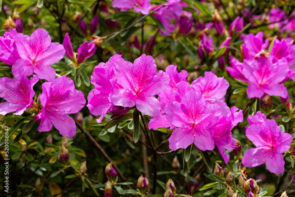 Close up on the purple flowers of azalea japonica Konigstein - japanese ...