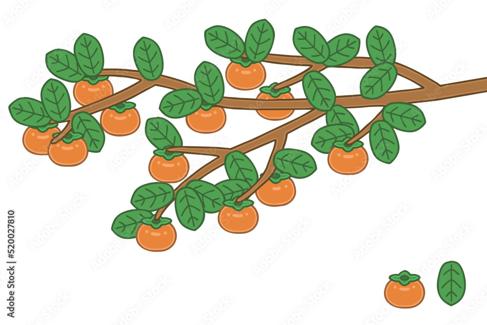 Persimmons tree. Vector illustrations set. Stock Vector | Adobe Stock