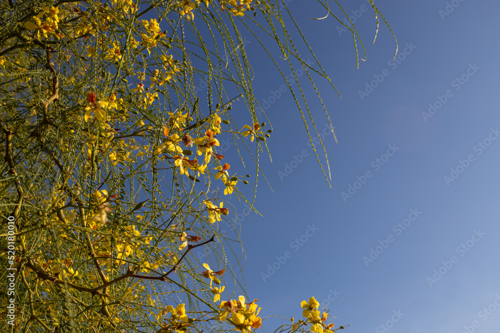 Beautiful Cassia fistula (Golden shower tree) blossom blooming on the tree with nature blurred ...