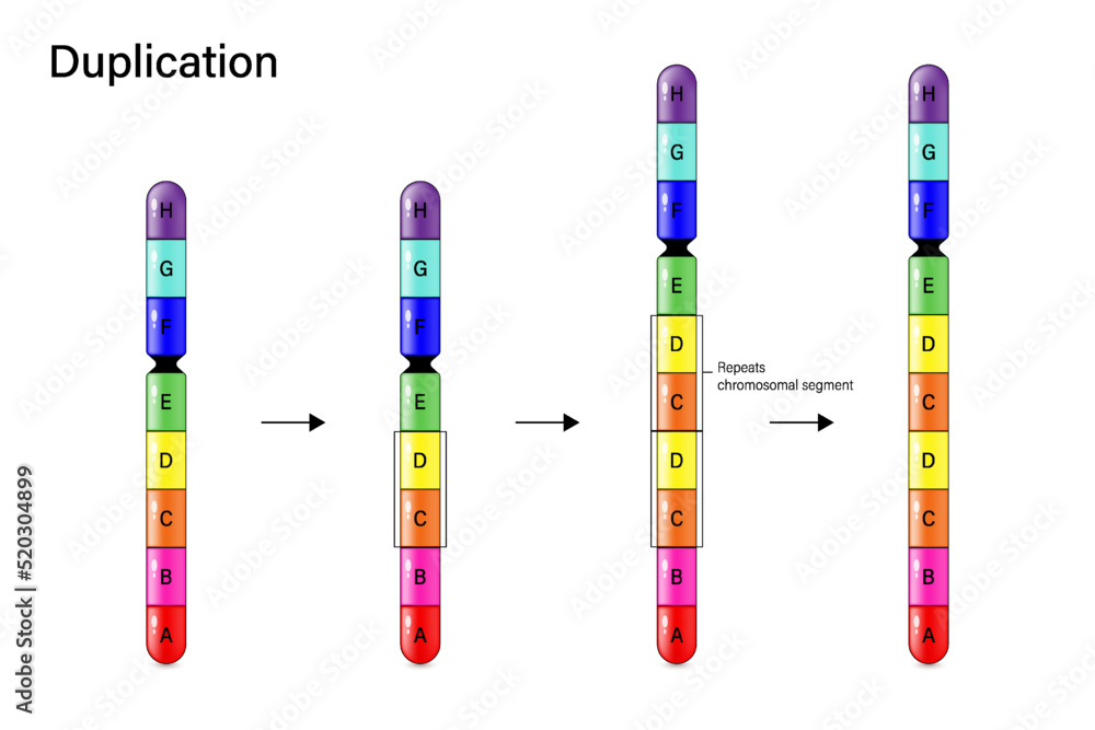 Chromosome Duplication. Genetic mutation. Alteration of chromosome structure. Vector for ...