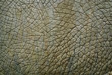 Animal Skin Texture Free Stock Photo - Public Domain Pictures
