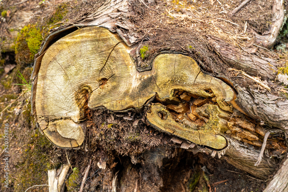 Old wooden dead fir and spruce trees cut surface. Tree trunk or stump ...
