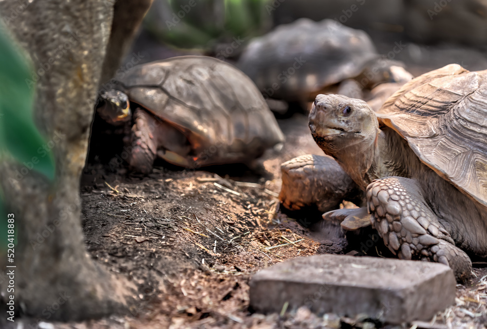 Tortoises in an enclosure in Alberta Stock Photo | Adobe Stock