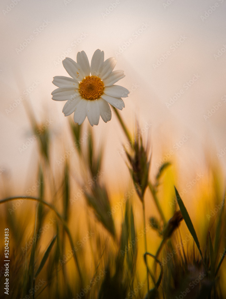 Summer daisies, daisy in summer sunset Stock Photo | Adobe Stock