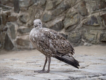 Seabird, Young Herring Gull Free Stock Photo - Public Domain Pictures