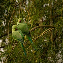 Kramer Parrot Free Stock Photo - Public Domain Pictures