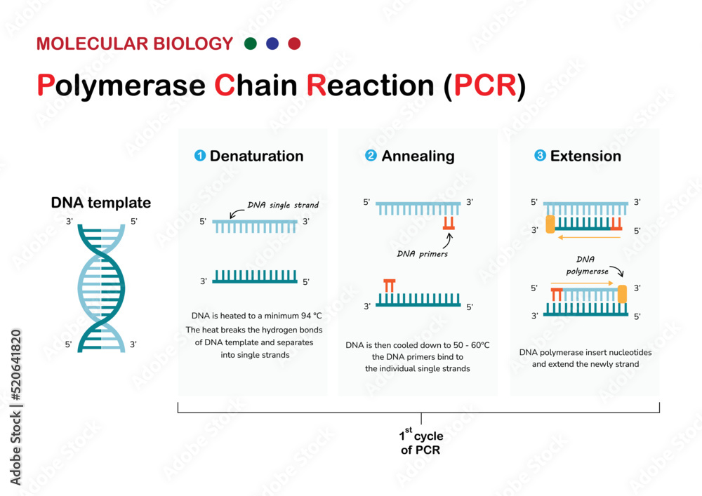 Molecular biology present principle and process of polymerase chain ...