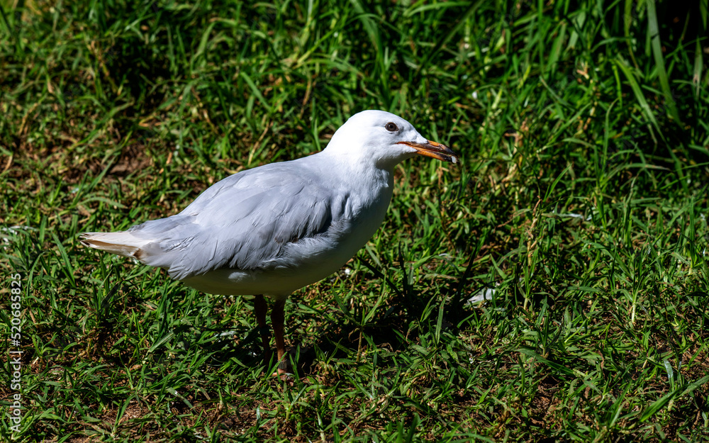 Pacific Gull (Larus dominicanus) Stock Photo | Adobe Stock