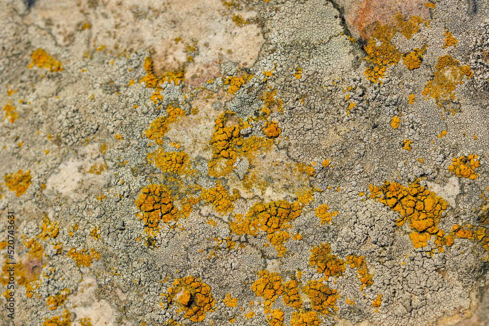 Lichen on quartzite sandstone surface. A pioneer lichen in Bare Rock ...