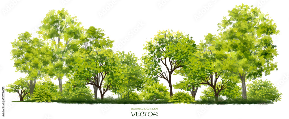 Vector watercolor tree or forest side view isolated on white background ...