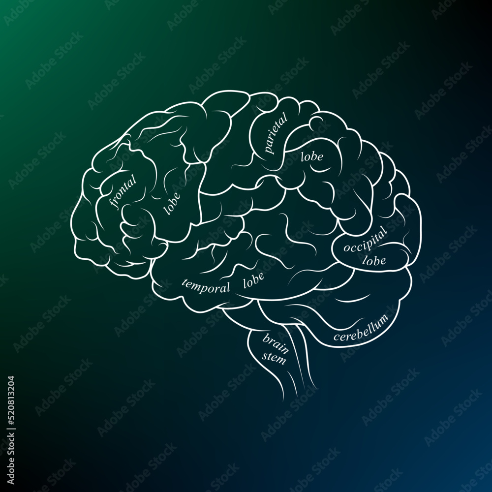 Minimal neuroscience infographic on gradient. Human brain lobes and ...