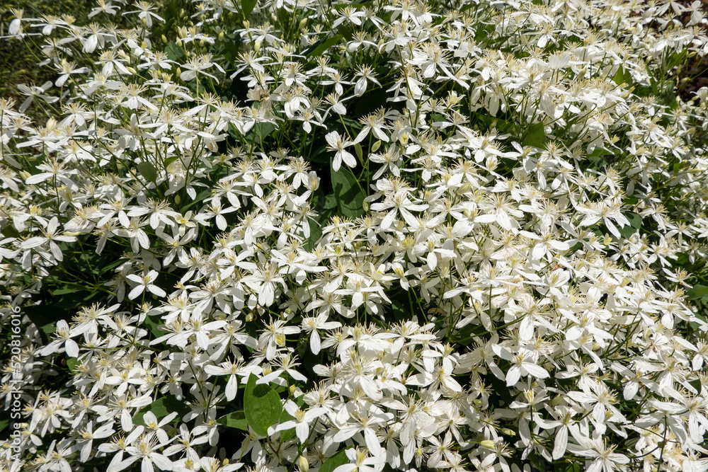 beautiful white flowers growing outdoors in the garden, background ...