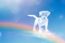 Rainbow Bridge Dog Free Stock Photo - Public Domain Pictures