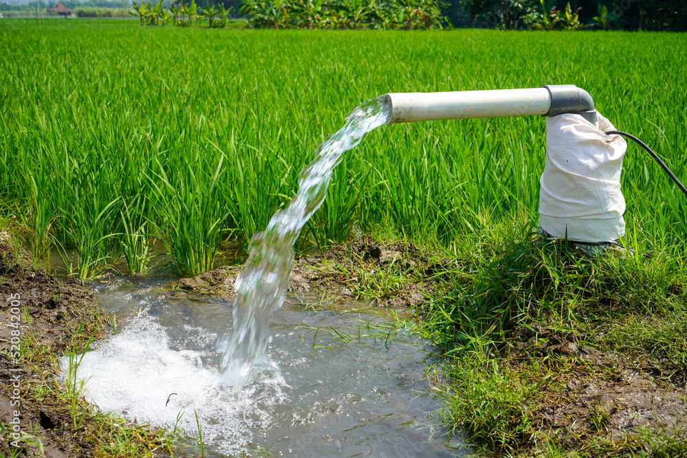 Irrigation of rice fields using pump wells with the technique of ...