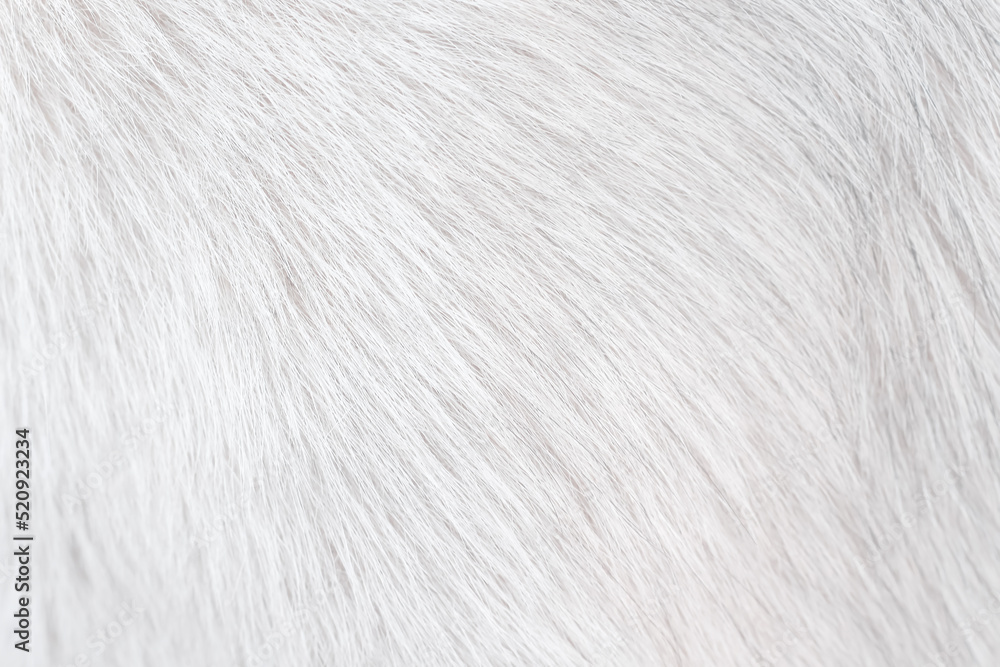 Dog fur texture and soft short smooth patterns , animal hair white grey ...