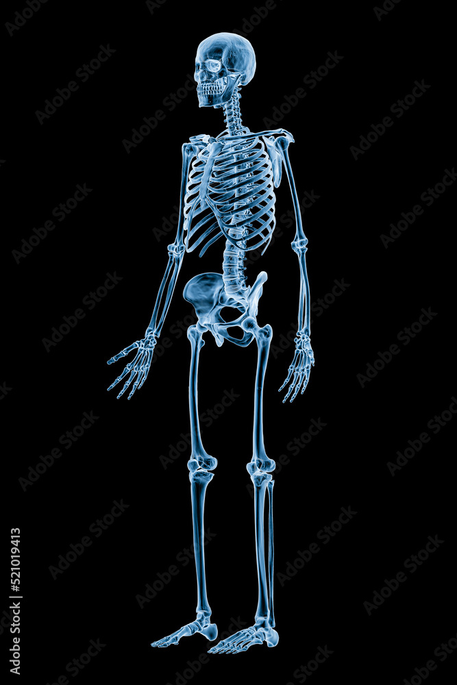 Xray image of anterior three-quarter view of full human skeletal system ...
