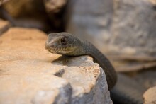 Eastern Montpellier Snake Free Stock Photo - Public Domain Pictures
