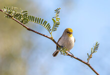 Verdin Bird Free Stock Photo - Public Domain Pictures