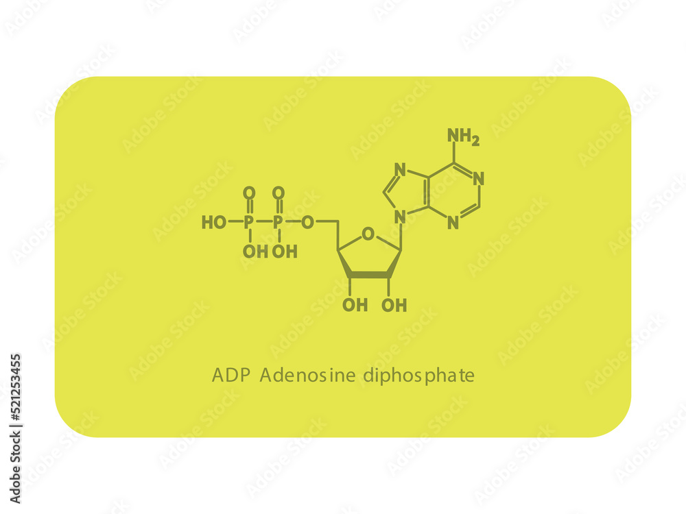 ADP Adenosine diphosphate Nucleoside molecular structure diagram on ...
