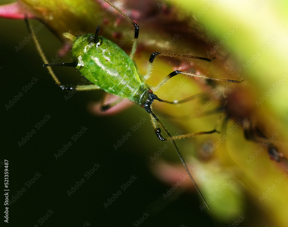 Aphids are small sap-sucking insects and members of the superfamily ...
