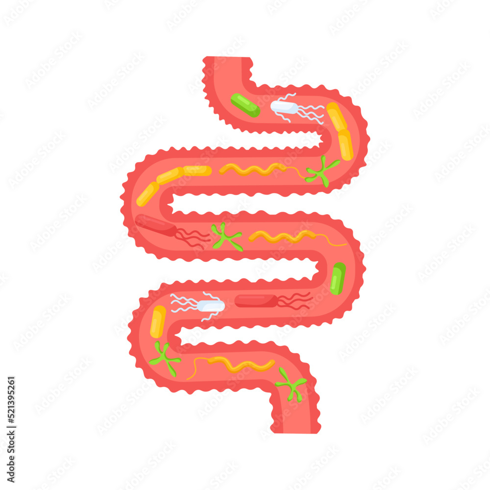 Human internal organ. Gastrointestinal digestive tract with ...