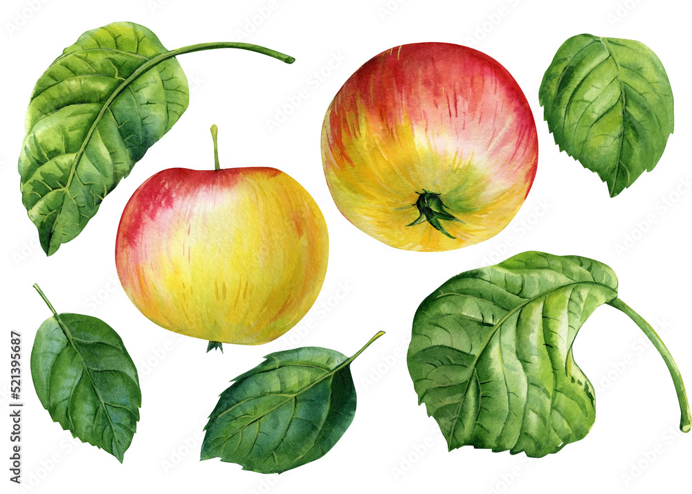 Apples and leaves on a white background are hand drawn watercolor ...
