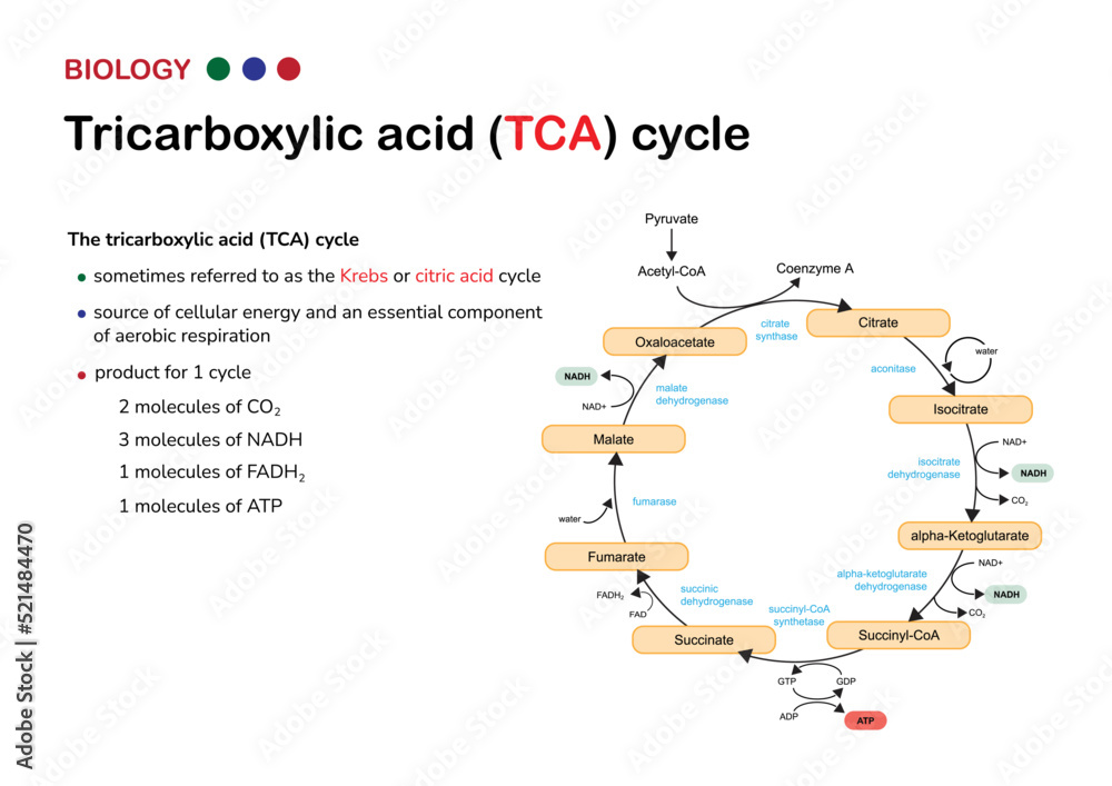 Biological infographic show tricarboxylic acid cycle or also called ...