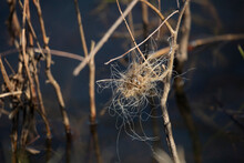 Fishing Lure Tangled Free Stock Photo - Public Domain Pictures