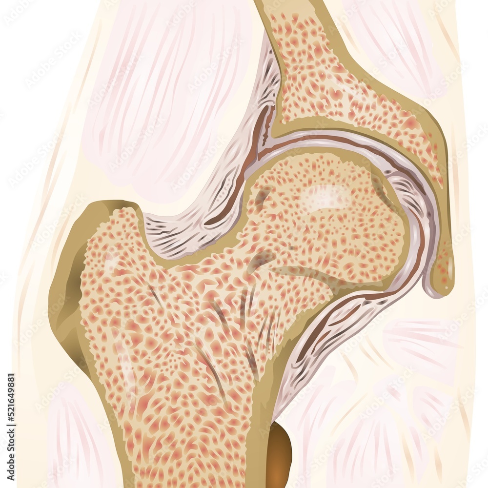 Anatomy of the knee vector illustration on white background Stock ...