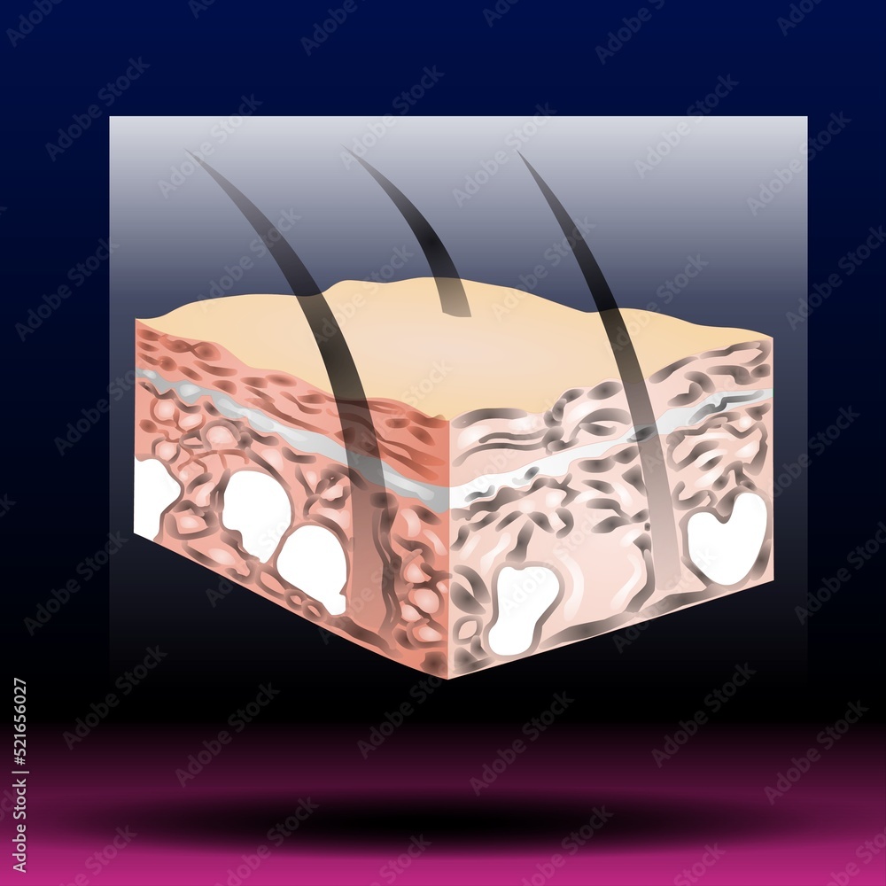 Skin anatomy. Fla source file available - Human normal skin dermis ...