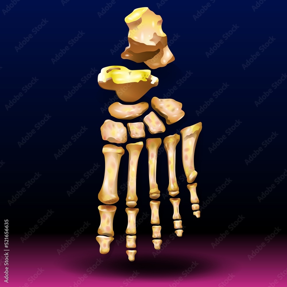 Anatomy of the Foot - Fla source file available - Human foot bones ...
