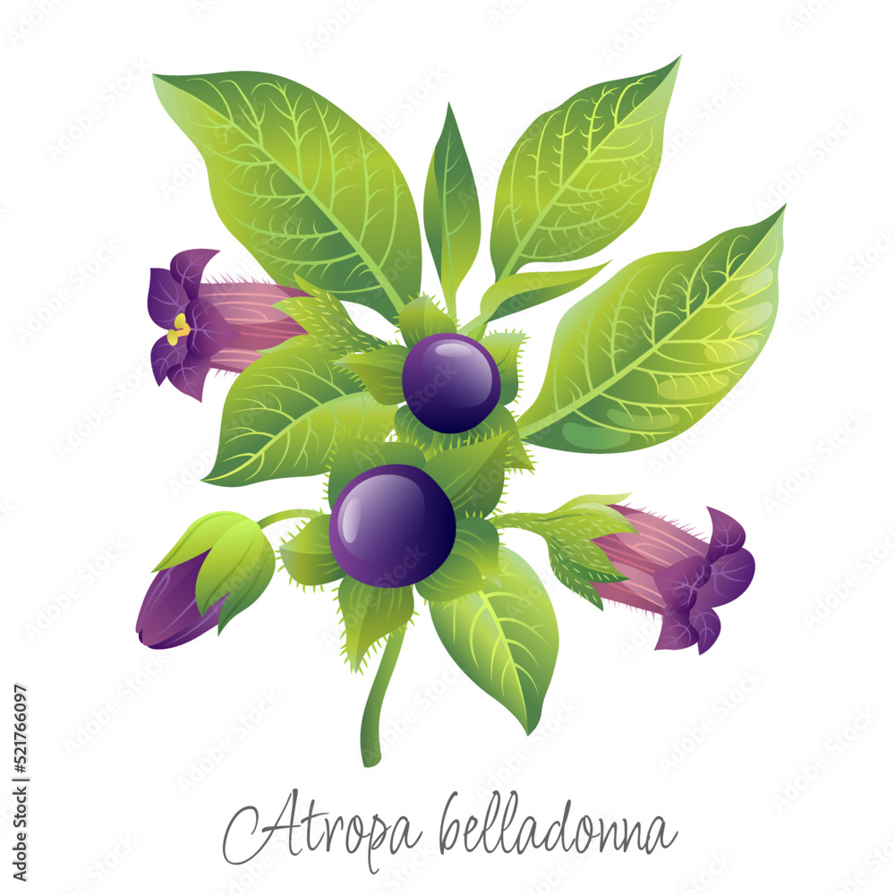 Belladonna plant on a white background. Vector drawing. Leaves, stem ...