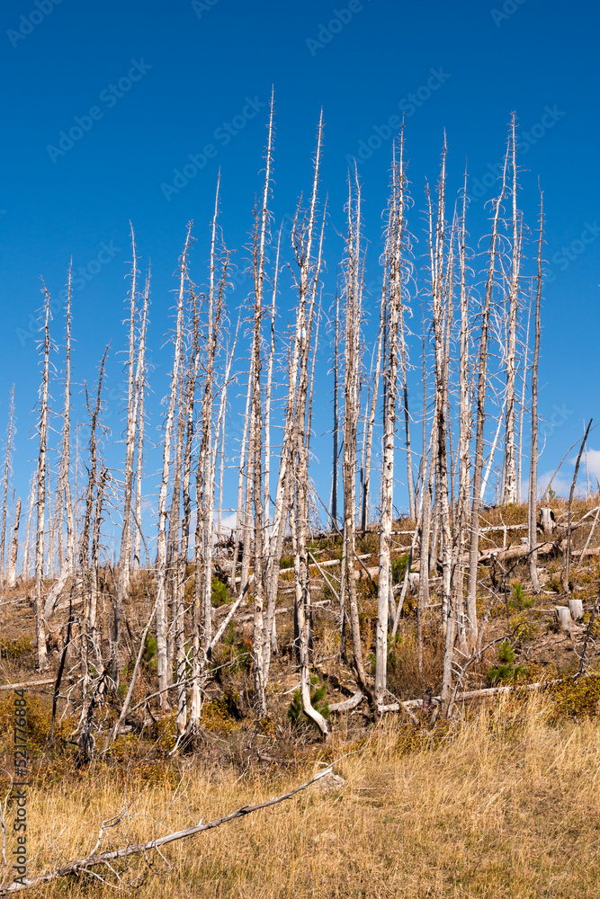 Burnt Lodge Pole Pine Trees in Glacier National Park Stock Photo ...