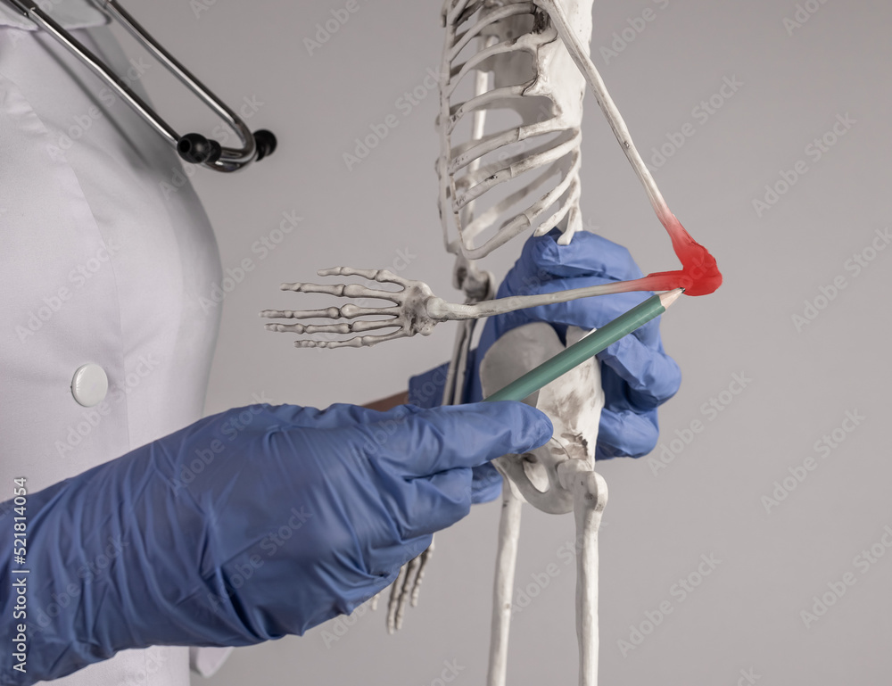 Doctor hand pointing to skeleton elbow with red point. Skeletal system ...