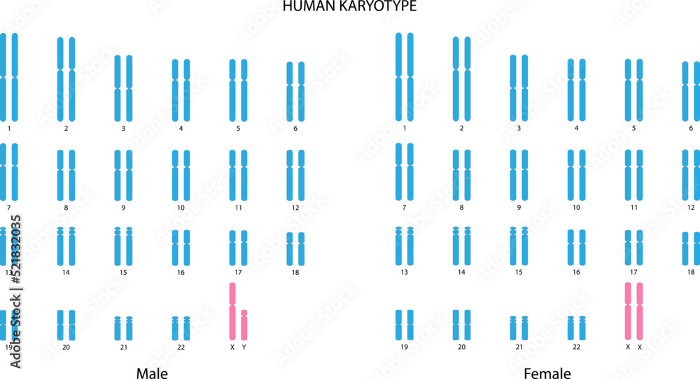 Human Karyotype (male and female) Stock Vector | Adobe Stock