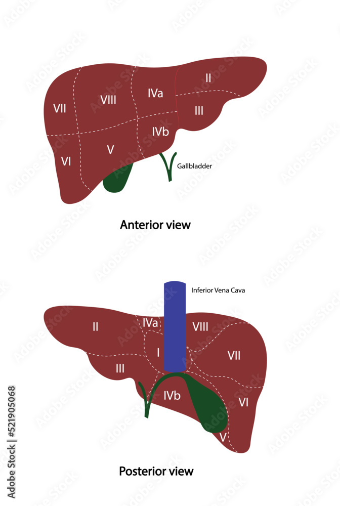 Liver segments illustration. Anterior and posterior view of a liver ...