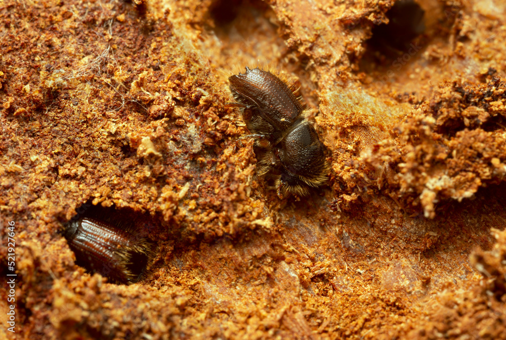 European spruce bark beetles working on fir wood, this insect is a ...