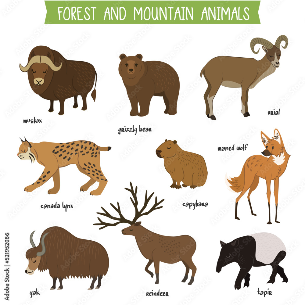 Forest and mountain animals set isolated vector illustration. Muskox ...