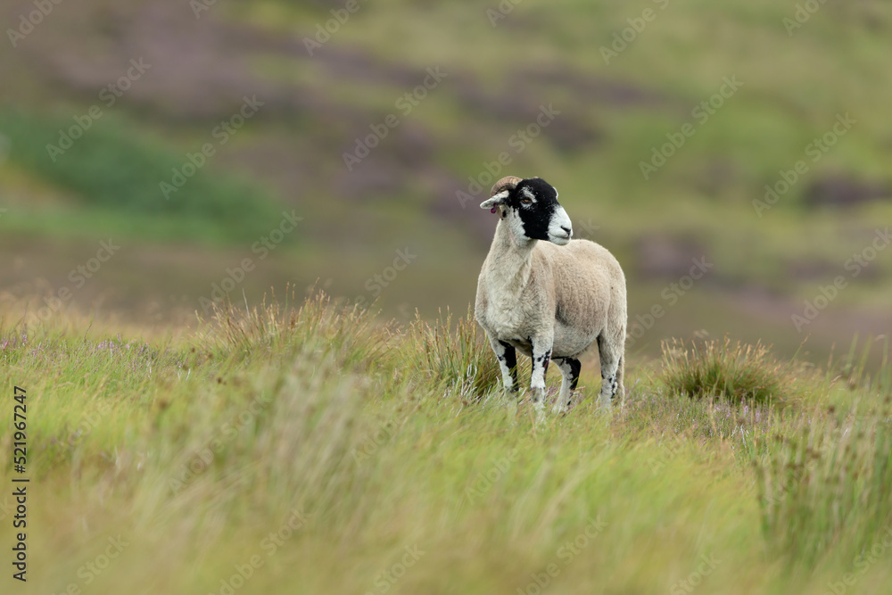 Swaledale ewe or female sheep with shorn fleece stood in reeds and ...