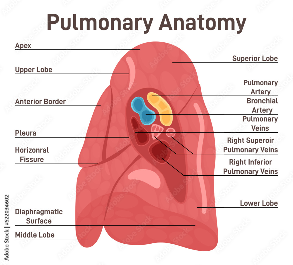 Lungs anatomy. Respiratory system main organ structure. Anatomy of ...