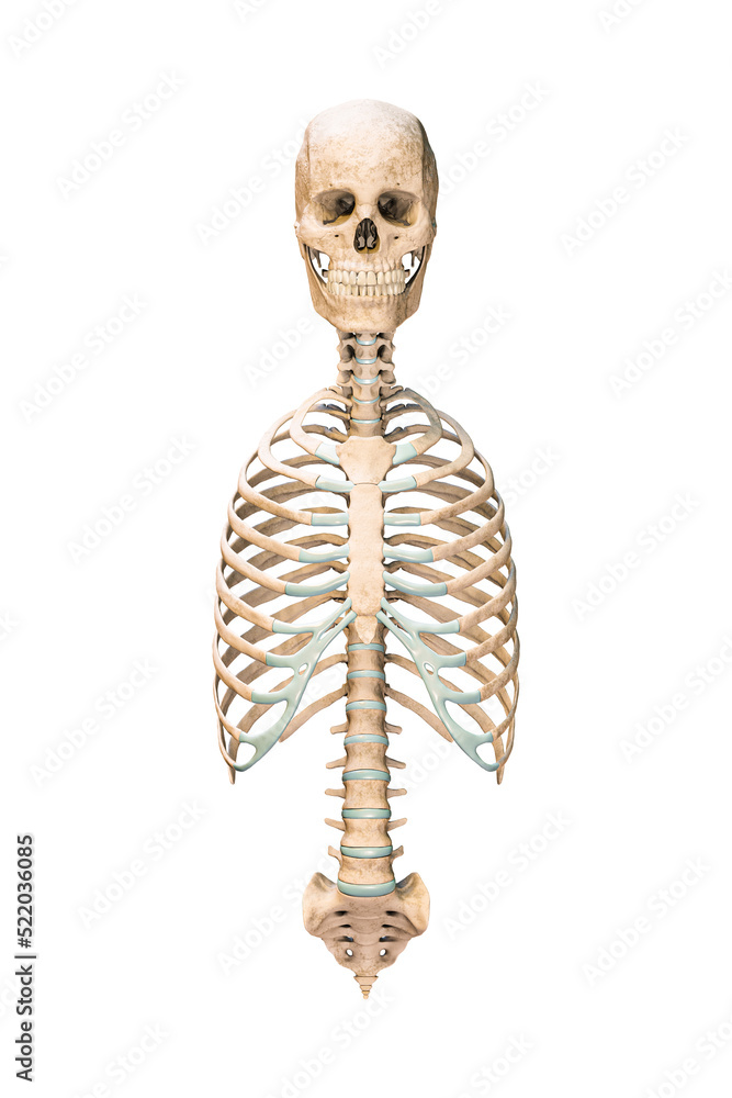 Accurate anterior or front view of axial bones of human skeletal system ...